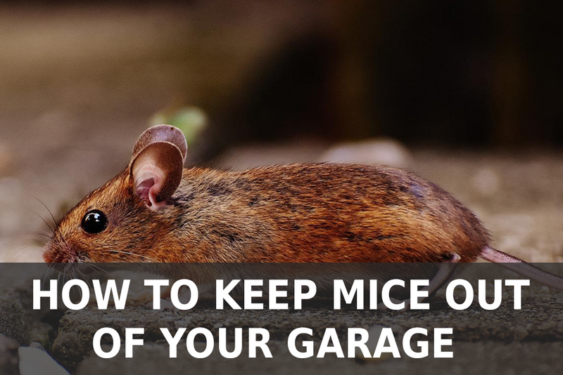 How to Keep Mice Out of Your Garage – Garage Door Nation